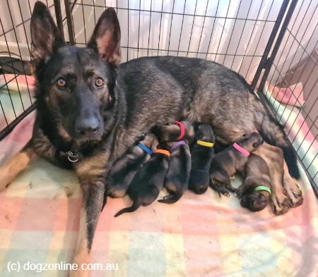 German Shepherd Puppies for Sale, Australia - Dogz Online
