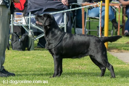 Labrador Retriever Puppies for Sale, Victoria - Dogz Online