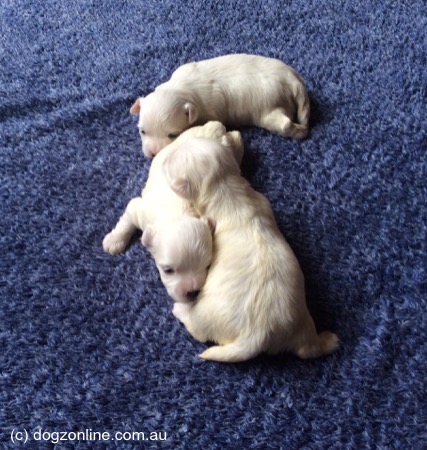 Maltese Puppies for Sale, Australia - Dogz Online