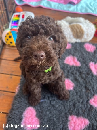Lagotto Puppies for Sale, Australia - Dogz Online