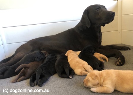 Labrador Retriever Puppies for Sale, Victoria - Dogz Online