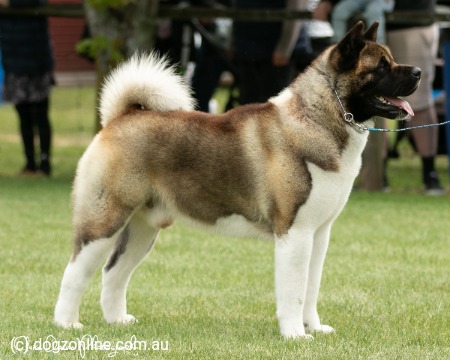 Akita Puppies for Sale, Australia - Dogz Online