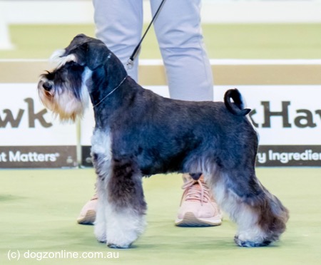Miniature Schnauzer Puppies for Sale, Australia - Dogz Online