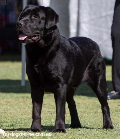 Labrador Retriever Dogs for Sale - Dogz Online
