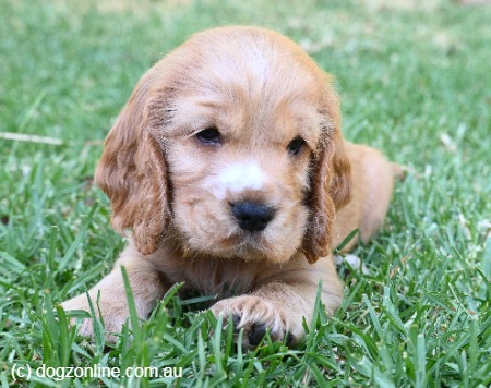 Cocker Spaniel Puppies for Sale, Australia - Dogz Online