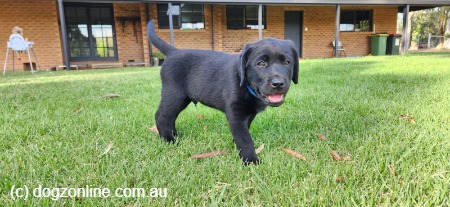 Labrador Retriever Puppies for Sale, Victoria - Dogz Online