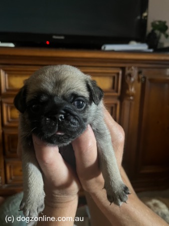 Pug Puppies for Sale, Australia - Dogz Online