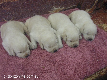 Labrador Retriever Puppies for Sale, New South Wales - Dogz Online