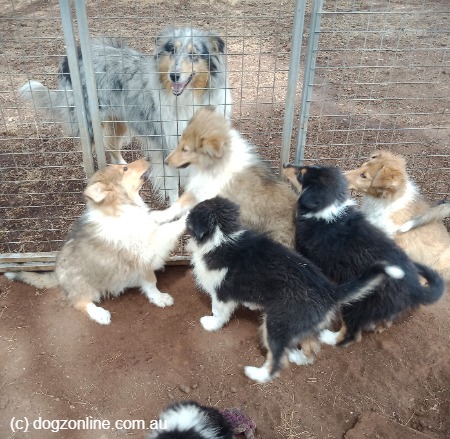 Collie Rough Puppies for Sale, Australia - Dogz Online