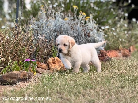 Labrador Retriever Puppies for Sale, New South Wales - Dogz Online