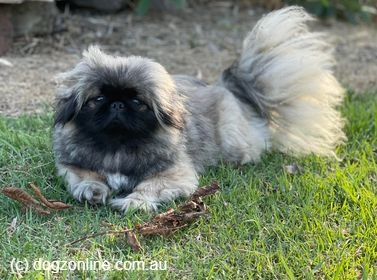 Pekingese Dogs for Sale - Dogz Online