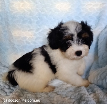 Havanese Puppies for Sale, Australia - Dogz Online