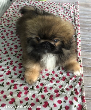 Pekingese Puppies for Sale, Australia - Dogz Online