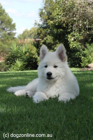 White Swiss Shepherd Puppies for Sale, Australia - Dogz Online