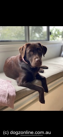 Labrador Retriever Puppies for Sale, Queensland - Dogz Online