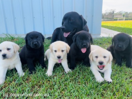 Labrador Retriever Puppies for Sale, New South Wales - Dogz Online