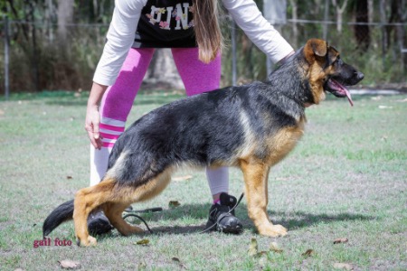 German Shepherd Dog Profiles and Pedigrees