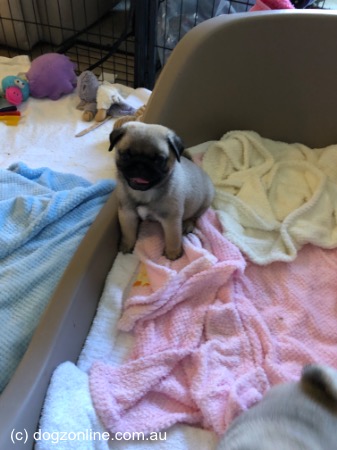 Pug Puppies for Sale, Australia - Dogz Online