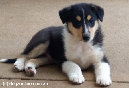 Collie Smooth Puppies for Sale, Australia - Dogz Online