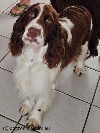 English Springer Spaniel Puppies for Sale, Australia - Dogz Online