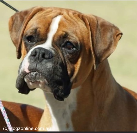 Boxer Puppies for Sale, Australia - Dogz Online