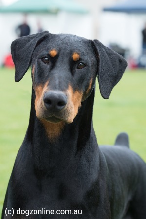 Dobermann Puppies for Sale