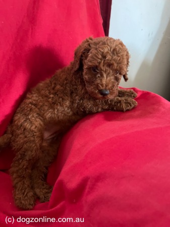 Dogz Online Member Profile - Jan Bignall