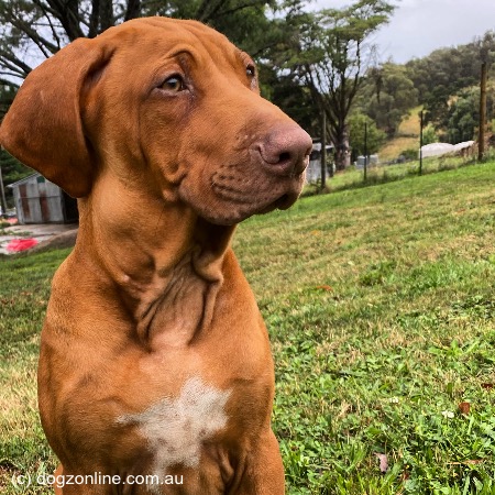 Rhodesian Ridgeback Puppies for Sale, Australia - Dogz Online