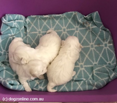 Maltese Puppies for Sale, Australia - Dogz Online