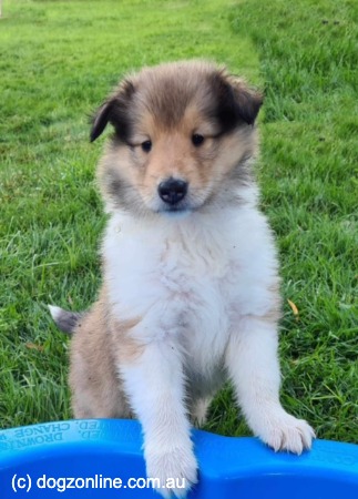 Collie Rough Puppies for Sale, Australia - Dogz Online