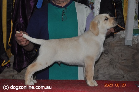 Labrador Retriever Dogs for Sale - Dogz Online