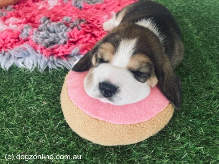 Beagle Puppies for Sale, Australia - Dogz Online