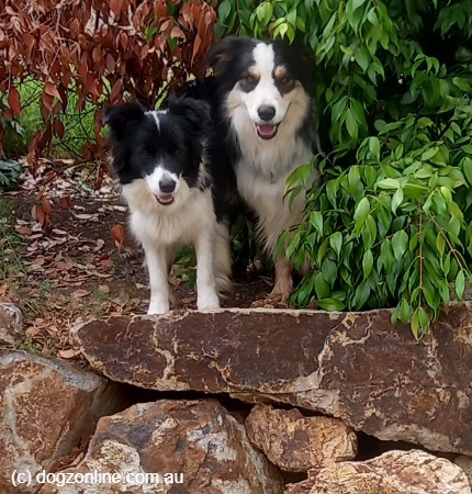 Border Collie Puppies for Sale, Australia - Dogz Online