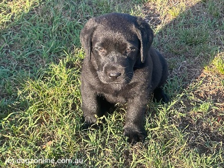 Labrador Retriever Puppies for Sale, New South Wales - Dogz Online