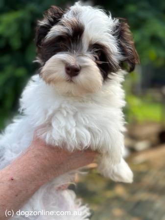 Havanese Puppies for Sale, Australia - Dogz Online