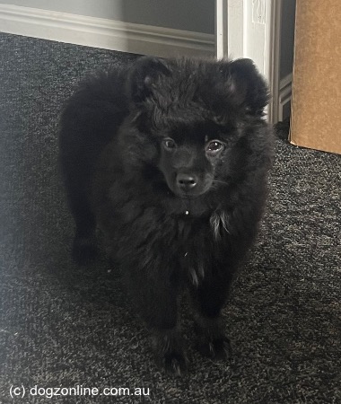 German Spitz Dogs for Sale - Dogz Online