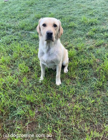 Labrador Retriever Puppies for Sale, Victoria - Dogz Online