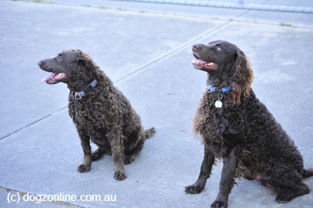 Murray River Retriever Puppies for Sale, Australia - Dogz Online