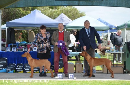 Rhodesian Ridgeback Puppies for Sale, Australia - Dogz Online