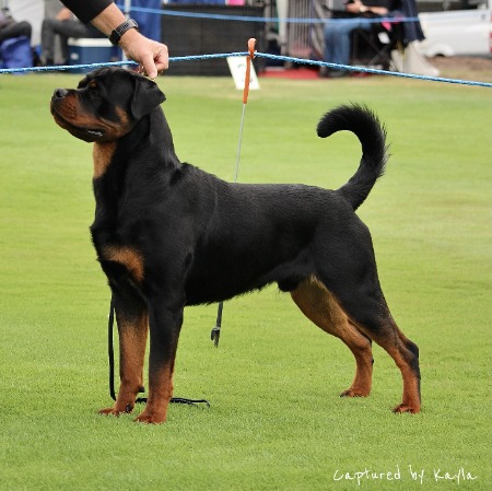 Aust Ch Khingsahl King Of The Mountain Rottweiler - Owned by N Hughes ...