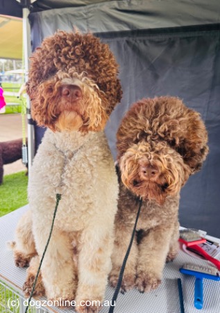 Lagotto Breeders, Australia - Dogz Online