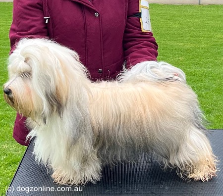 Havanese Puppies for Sale, Australia - Dogz Online