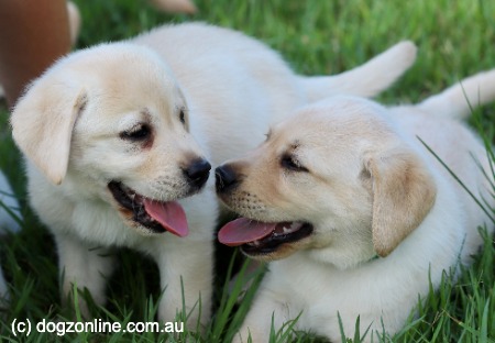 Labrador Retriever Puppies for Sale, New South Wales - Dogz Online