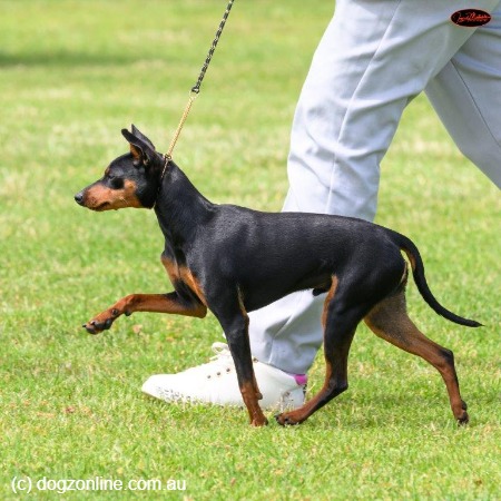 Miniature Pinscher Puppies for Sale, Australia - Dogz Online