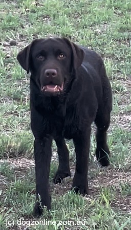 Labrador Retriever Dogs for Sale - Dogz Online