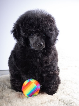 Montaires Wonder Woman - Owned by MRS Jennifer Gower-Mackenzie