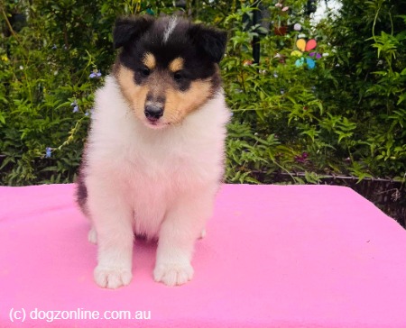 Collie Rough Puppies for Sale, Australia - Dogz Online