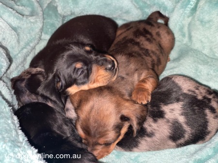 Miniature Dachshund Puppies for Sale, Australia - Dogz Online