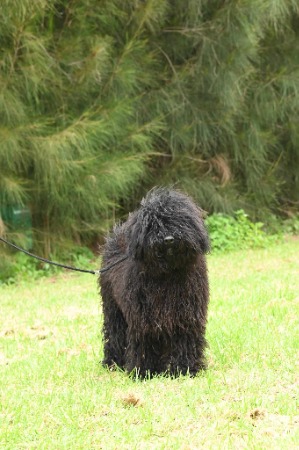 Puli Breed Information - Dogz Online