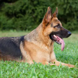 Purebred Puppies for Sale in Gold Coast, QLD from Registered Breeders